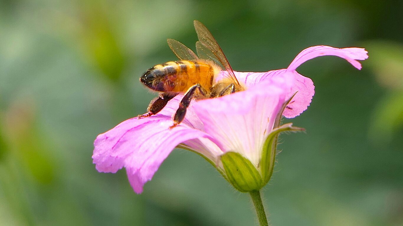 LEICA DG VARIO-ELMARIT 50-200mm：徹底レビュー - Lens Chronicle